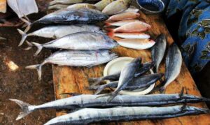 ஆரோக்கியம் நிறைந்த மீன் வகைகள் மற்றும் அதன் நன்மைகள்.. லிஸ்ட் இதோ ...