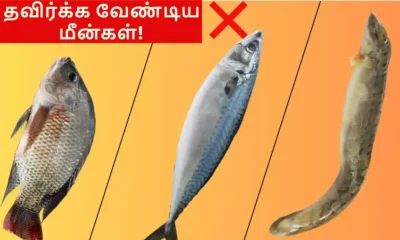 ஆரோக்கியம் நிறைந்த மீன் வகைகள் மற்றும் அதன் நன்மைகள் | Indian Fish ...