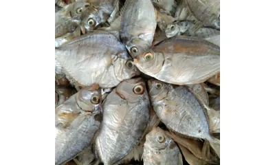 ஆரோக்கியம் நிறைந்த மீன் வகைகள் மற்றும் அதன் நன்மைகள் | Indian Fish ...